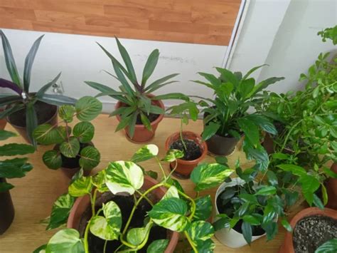 Sobno Cvece Vise Vrsta Kupujemprodajem