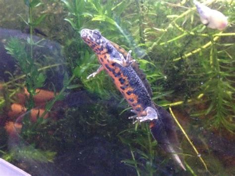 Southern Crested Newt Alchetron The Free Social Encyclopedia