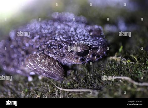 An Amphibian Of Leptobrachium Ailaonicum Variously Known As The Ailao