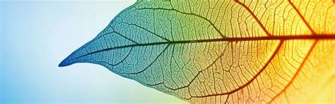 Colorful Leaf Gradient Design With Intricate Vein Patterns Stock