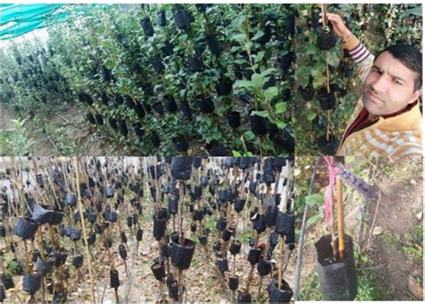 Rootstock Multiplication Technology Developed By Icar Cith Agribot