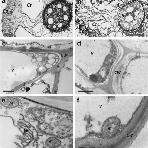 Cross Section Of The Cattail Root а C E Control B D F