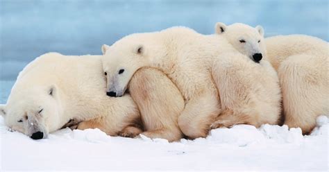 Pb 5 Insights From A Bipolar Bear