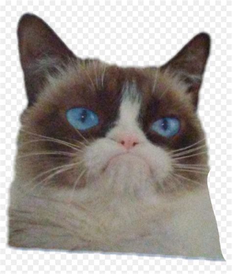 Grumpycat Sticker Grumpy Cat Go Away Poster Hd Png Download