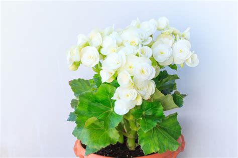 Gloxinia 흰색 회색 벽 배경 실내 장식 또는 관 상용 꽃으로 재배 Houseplants 꽃 피 성장 자연 원 예 정원 가정 장식 및 인테리어 개념 가정 생활에 대한