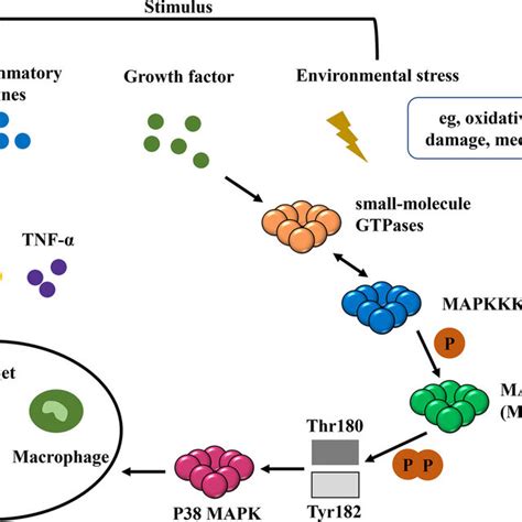 Inflammatory Response Process Involved In P38map Download Scientific Diagram