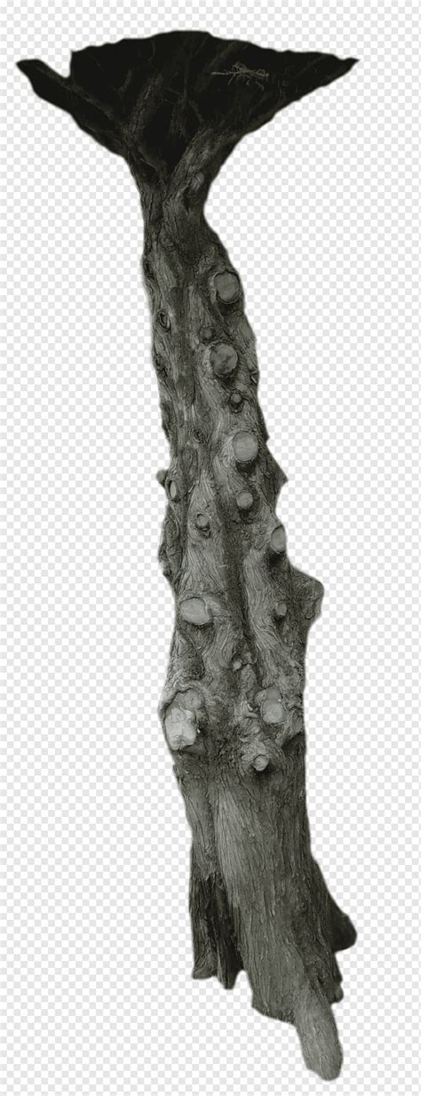 Trunk Tree Tree Branch Twig Wood Png PNGWing