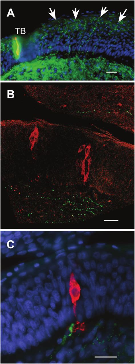 Innervation Of The Papillary Epithelium Longitudinal Sections Dorsal Download Scientific