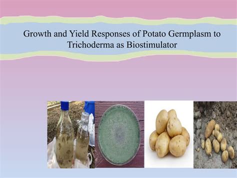 Trichoderma Effect And Efficacy Slide Pptx