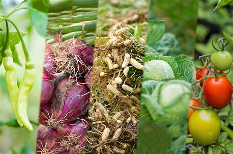 Imunit® 75 75 Sc Insektisida Basf Crop Solutions Indonesia