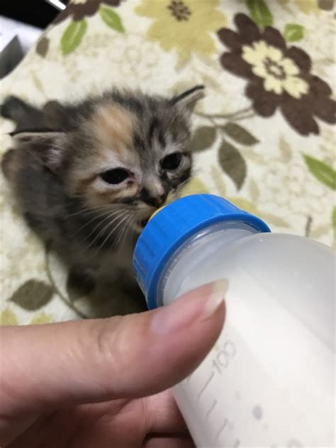 「生後1ヶ月の子猫ちゃん」埼玉県 猫の里親募集154858 ペットのおうち【月間利用者150万人！】