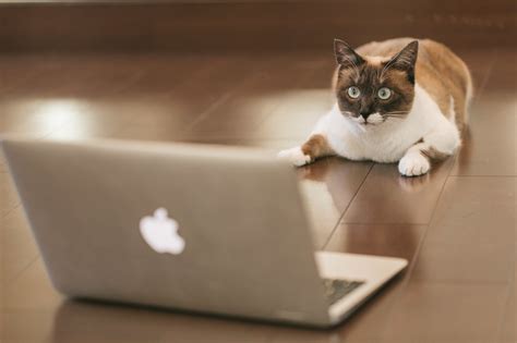 Macbook壁纸猫咪macbook壁纸 Pro 伤感说说吧