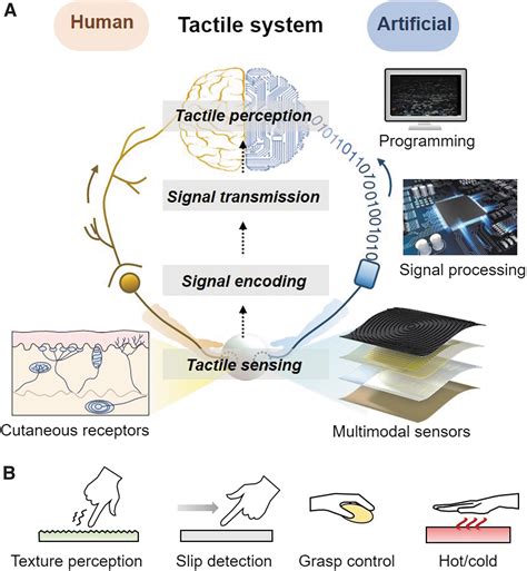 Human Inspired Tactile Perception System For Real Time And Multimodal Detection Of Tactile