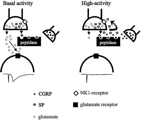 Schematic Diagram Illustrating The Possible Actions Of Sp And Cgrp