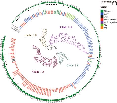 Phylogenetic Tree Constructed Based On The Core Genes Of Enterococcus