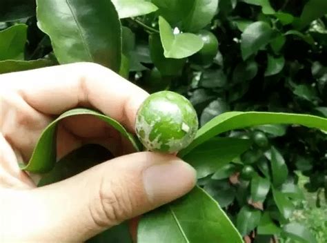果技精选进入幼果膨大期如何提升柑橘颜值 种植技术 信丰脐橙网