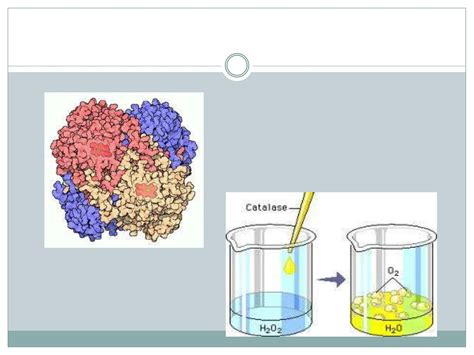 Enzymes Structure And Function Struc Pptx