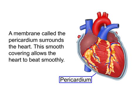 Transesophageal Echocardiogram