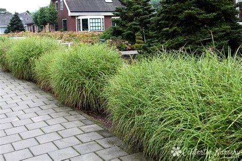 Miskant Chiński Little Zebra Miscanthus Sadzonki Pietrzykowscy