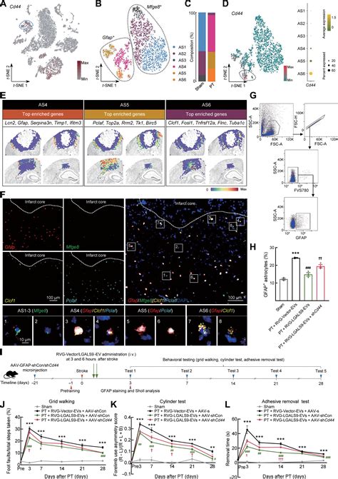 Integrating Spatial And Single Cell Transcriptomics To Characterize The Molecular And Cellular