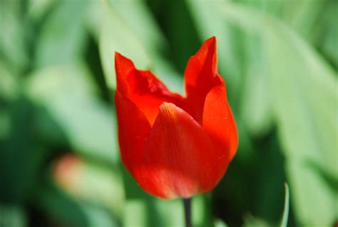 Tulip By Tothattilaistvan On Deviantart