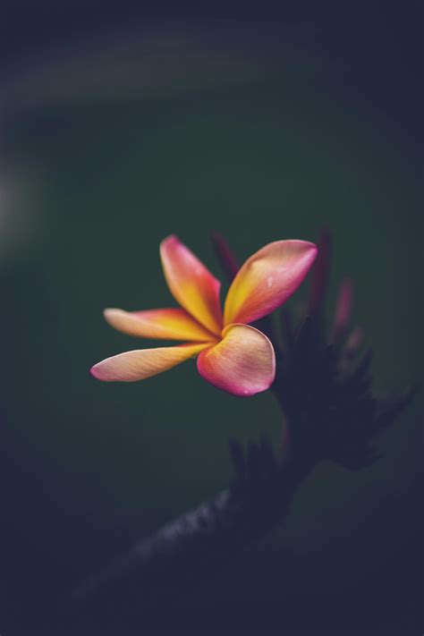 Безкоштовне стокове фото Dslr Nikon азія аромат барвистий безтурботний ботаніка весна