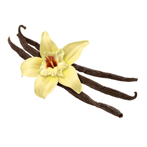 Queen Professional Vanilla Bean Pods 10 Pack Padstow Food Service