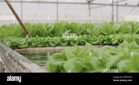 Floating Hydroponic Stock Videos And Footage Hd And 4k Video Clips Alamy