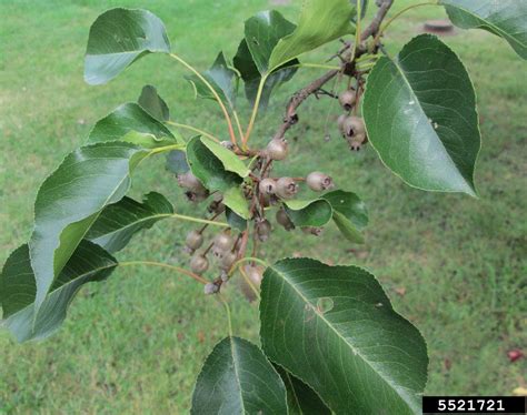 Pear Tree Identification By Leaf