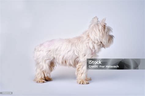 스튜디오에서 자란 웨스트 하이랜드 화이트 테리어 측면보기 개에 대한 스톡 사진 및 기타 이미지 개 서쪽 흰색 Istock