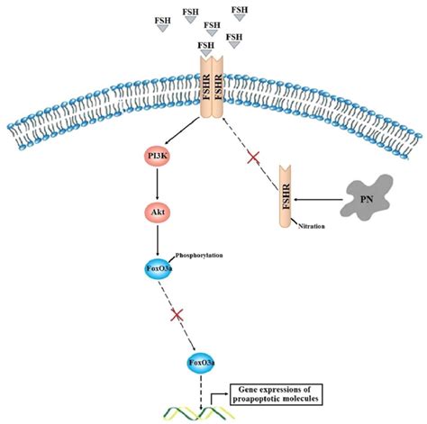 A Proposed Model Of How PN Increases FoxO3a Mediated Apoptosis Of Human