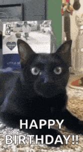 Cat Birthday  Cat Birthday Happy Birthday Discover And Share S
