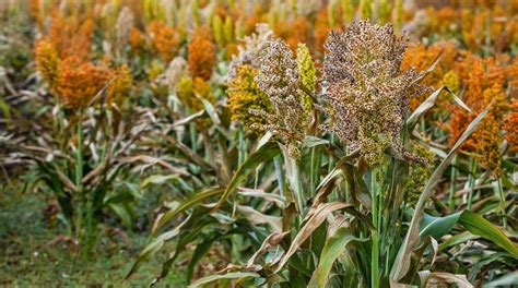 Yes Tannin Free Sorghum Exists Sorghum Id