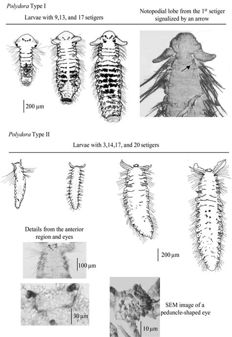 4 Polychaete Larvae From The List Tidal Basin Polydora Types I And Ii