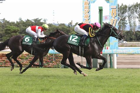 アスコリピチェーノの競走成績・血統・次走情報はwin競馬