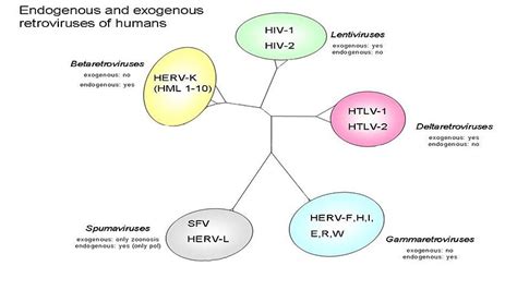 What Is The Difference Between Htlv 1 And 2 Pediaacom
