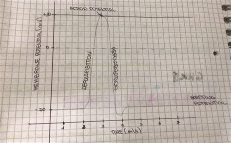 Membrane Potential Flashcards Quizlet
