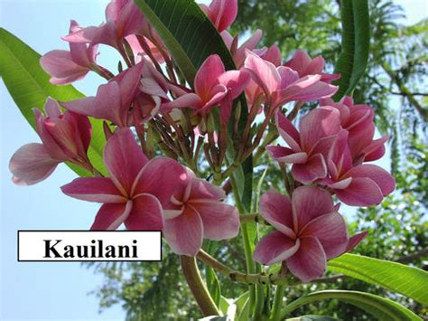 Kauilani