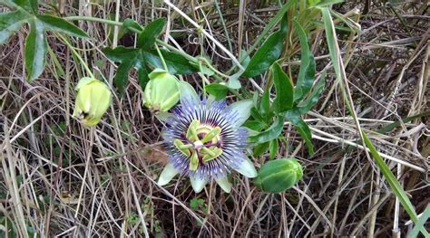Passiflora Sp Munibung Hill Conservation Society