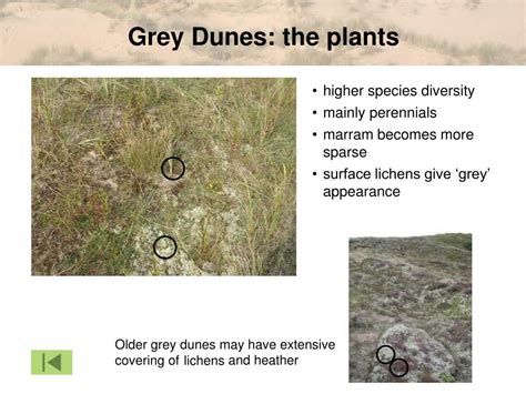 PPT Higher Geography Biosphere Vegetation Succession Sand Dunes PowerPoint Presentation ID
