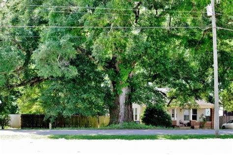A Tour Of Alabamas Mighty Oak Trees Bham Now