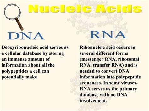 Structure And Function Of Nucleic Acids PPT Chemistry Science