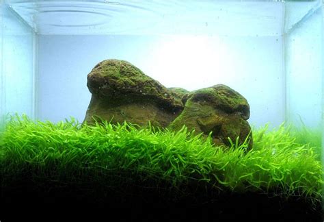 Aquascape Wallpapers - Wallpaper Cave