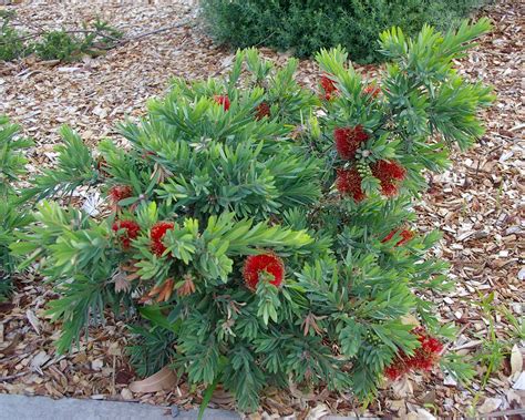 Callistemon Viminalis Little John Gardensonline