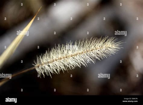 Orchard Grass Seed Head