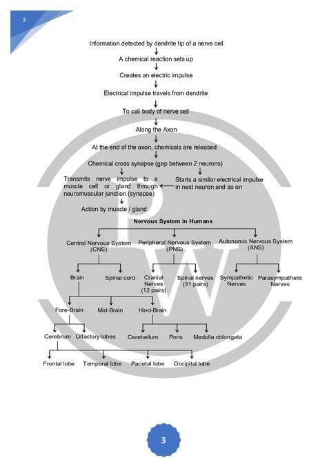 Control And Coordination Formula Important Points Artofit
