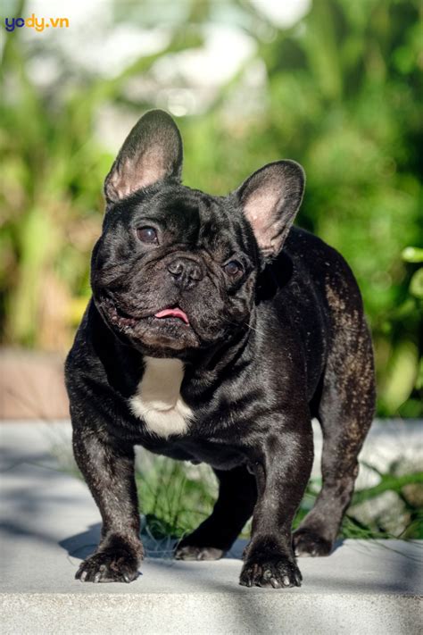 Gợi ý 50 Cách đặt Tên Cho Chó Hay đáng Yêu Và ý Nghĩa Nhất