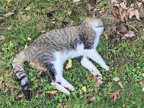 Buffalo Shooting Killed A Cat At Lynn Walker Blog
