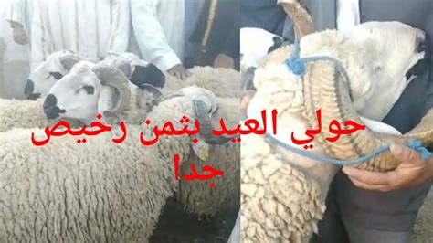 حولي العيد سوق أبي الجعد عامر مزيان اليوم والثمن رخيص Youtube