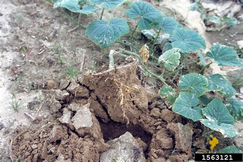 Root Knot Nematode Genus Meloidogyne